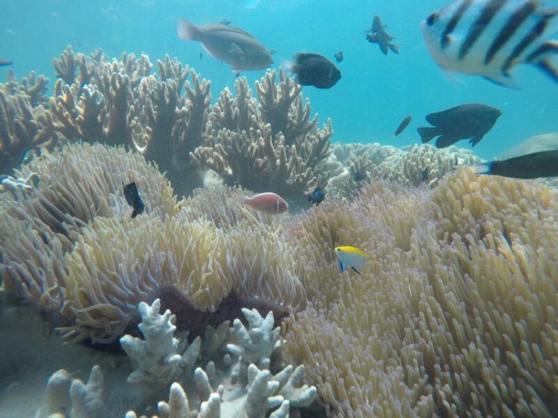 Snorkeling Cham Island: Snorkeling Tour by Speed Boat - Key Points