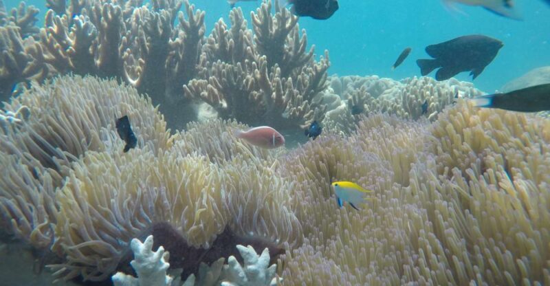 Snorkeling Cham Island: Snorkeling Tour by Speed Boat - Authentic Experiences and Honest Impressions