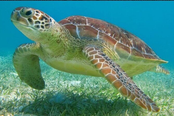 Snorkeling Combo 3 x 1 Lagoon Cenote Reef with Tulum Temples - Who This Tour Is Best For
