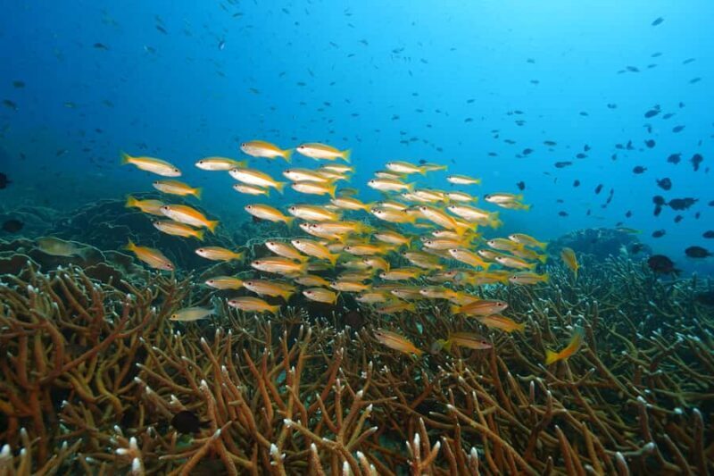 Snorkeling course, become a confident snorkeler. - FAQ