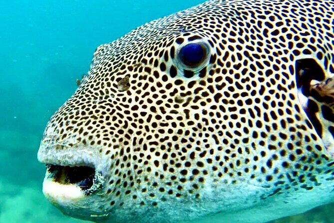 Snorkeling Day around Koh Phangan - What’s Included and What’s Not?