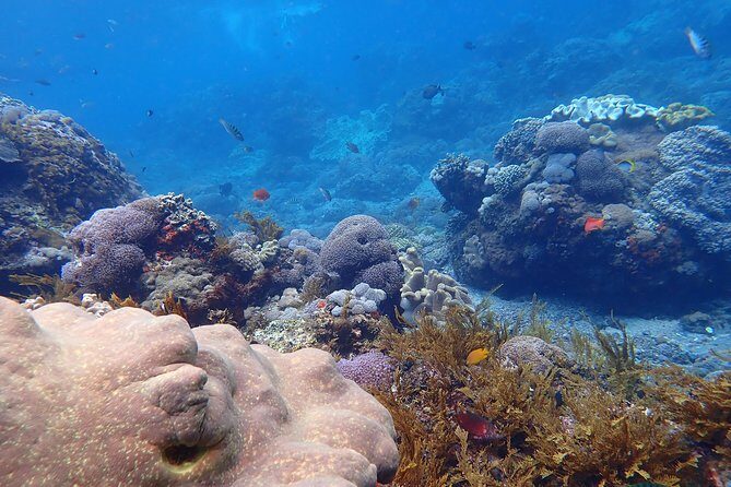 Snorkeling Day Trip To Lembongan and Penida - An In-Depth Look at the Tour Itinerary