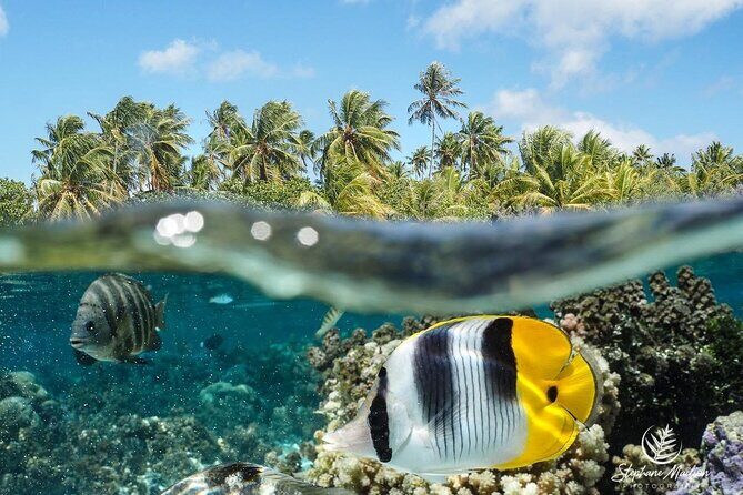 Snorkeling EN Small Group Tour in Tahiti - An Authentic, Personal Approach to Tahiti Snorkeling