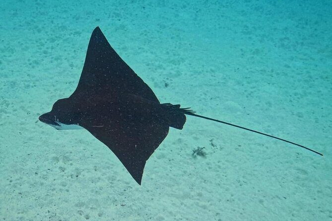Snorkeling EN Small Group Tour in Tahiti - Who Is This Tour Best Suited For?