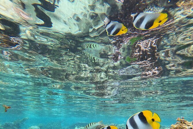 Snorkeling EN Small Group Tour in Tahiti - Frequently Asked Questions