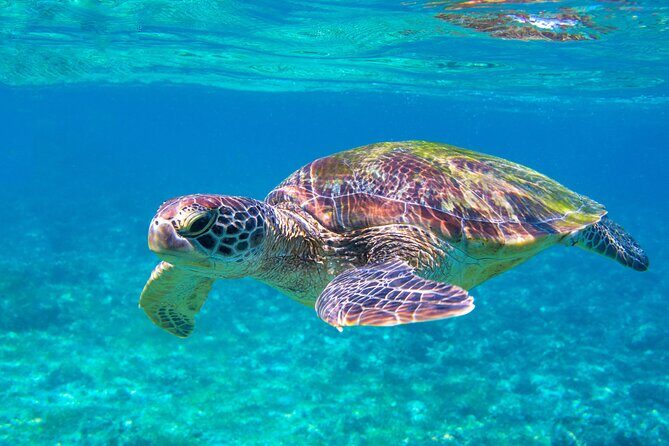 Snorkeling EN Underwater Scooter in Tahiti - An In-Depth Look at the Tahiti Underwater Scooter Tour