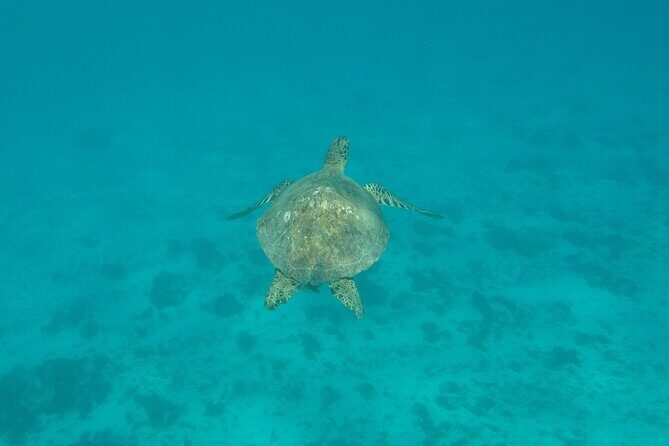 Snorkeling excursion and encounter with marine fauna in Moorea - Considering the Cost: Is It Worth It?