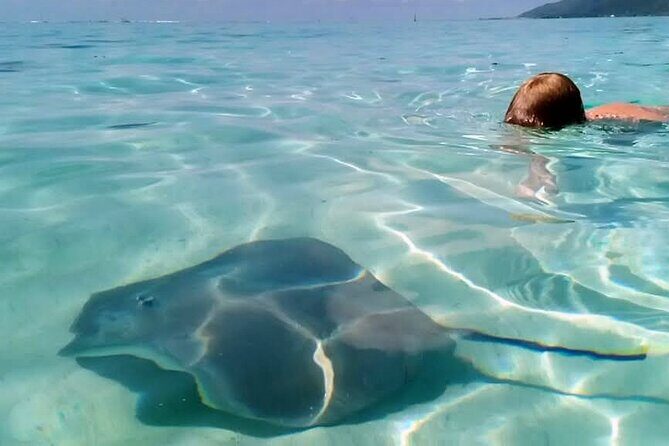 Snorkeling excursion and encounter with marine fauna in Moorea - Who Will Love This Tour?