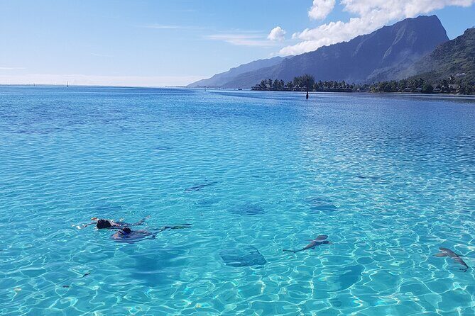 Snorkeling excursion, discovery of the lagoon, small group. - An Authentic and Intimate Mo’orea Lagoon Experience