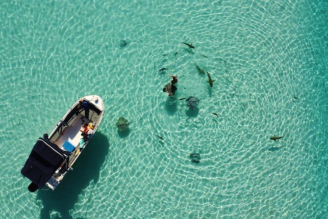 Snorkeling excursion, discovery of the lagoon, small group. - Why the Marine Encounters Matter