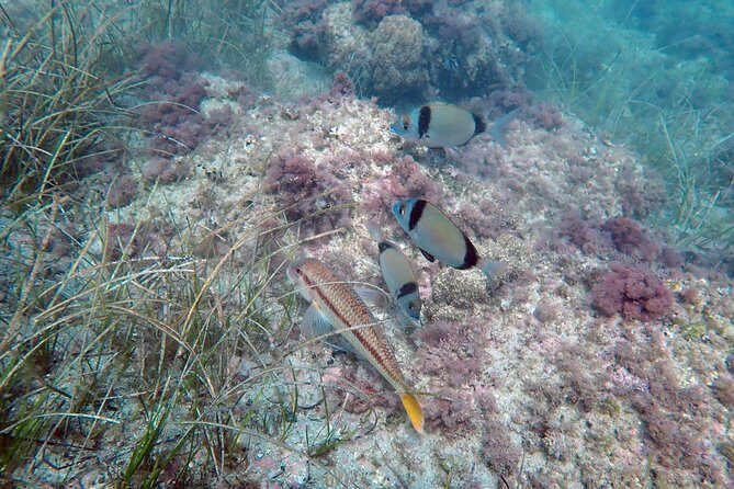 Snorkeling excursion in Isla de Tabarca - Practical Tips for Participants