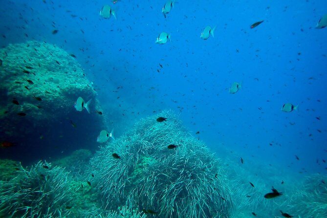Snorkeling excursion in Isla de Tabarca - Final Thoughts