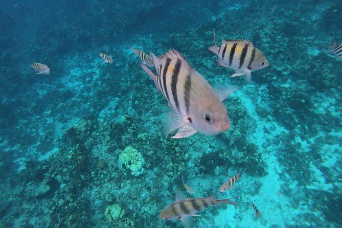 Snorkeling Experience Cozumel only from Playa del Carmen - FAQ