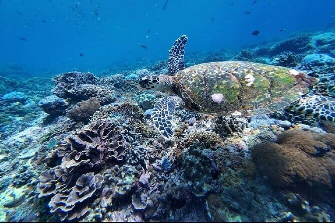 Snorkeling Experience in Nusa Penida with 4 Snorkeling Spots - Who Will Benefit Most from This Tour?