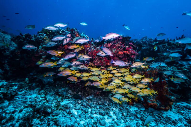 Snorkeling for beginners in crystal clear sea of Halkidiki - Key Points