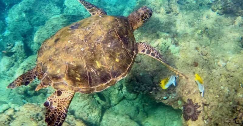 Snorkeling for Non-Swimmers Guided Tour - Wailea Beach - What the Experience Feels Like