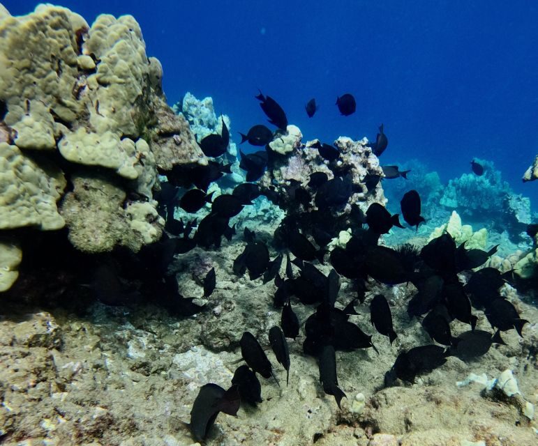 Snorkeling for Non-Swimmers Guided Tour - Wailea Beach - The Breakdown of the Itinerary