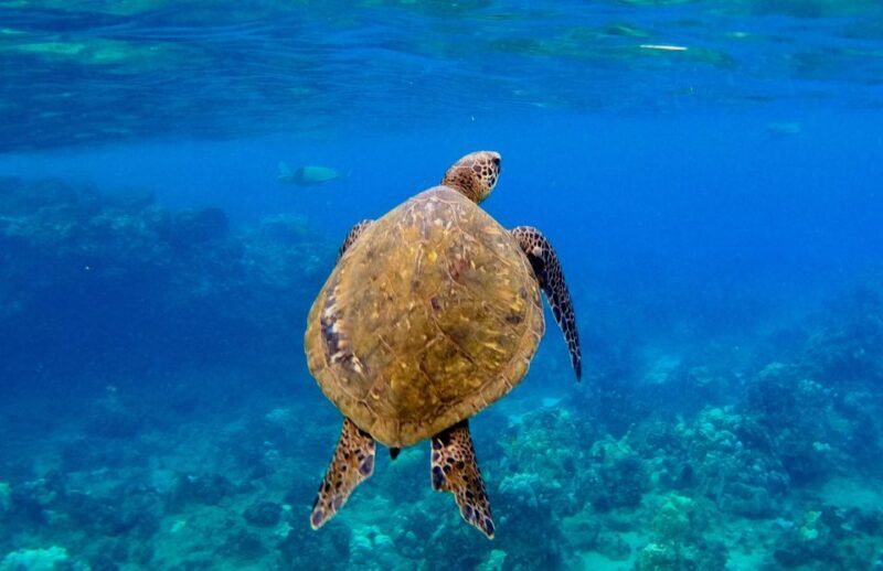 Snorkeling for Non-Swimmers Guided Tour - Wailea Beach - FAQ