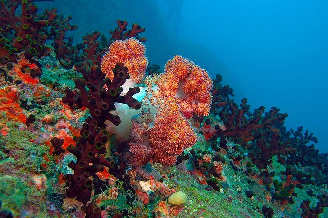 Snorkeling from Negombo - Considerations and Tips