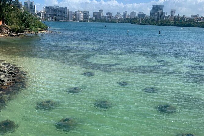 Snorkeling Guided Tour Experience in Condado Lagoon - A Closer Look at the Snorkeling Guided Tour in Condado Lagoon