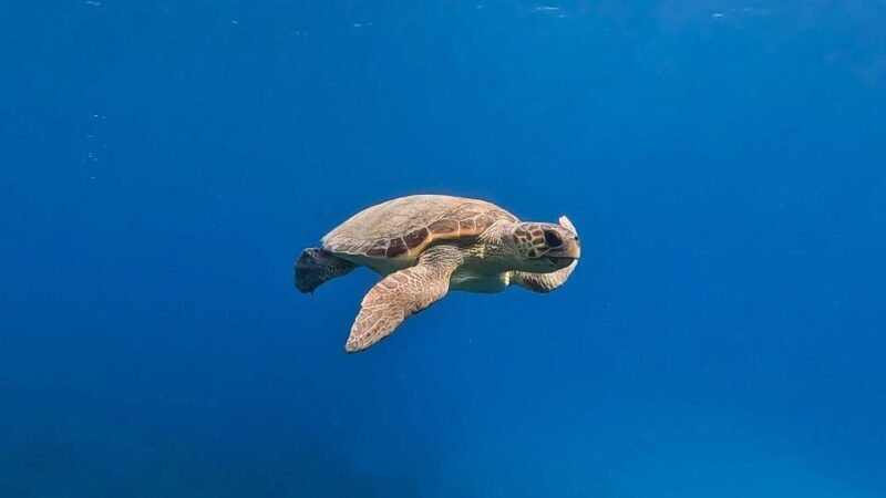 Snorkeling guided tour in beautiful Marathopoli - A Clear, Practical Introduction to Marathopoli’s Snorkeling Tour