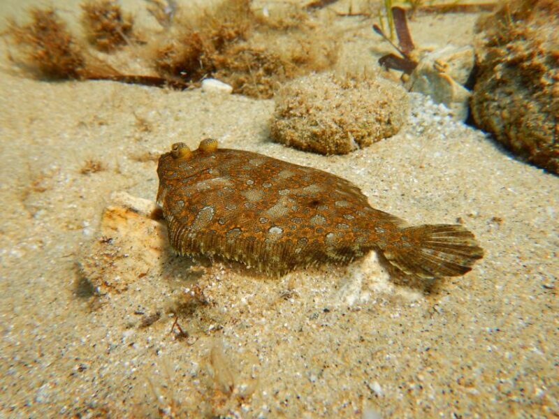 Snorkeling guided tour in beautiful Marathopoli - Who Would Love This?