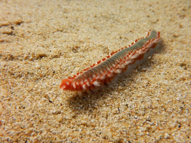 Snorkeling guided tour in beautiful Marathopoli - The Sum Up: Who’s It Best For?
