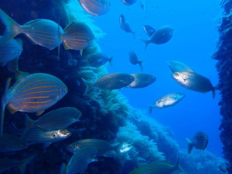 Snorkeling guided tours for tha all family! - Key Points