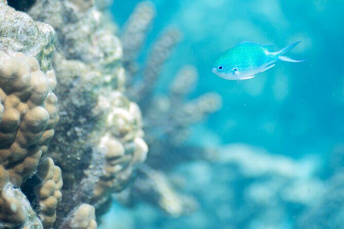 Snorkeling immersion in the wonders of Tahiti - Why We Think This Snorkeling Tour Is Special