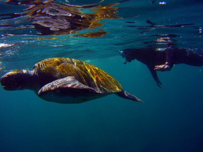 Snorkeling in a Volcanic Bay - The Value Proposition: Is it Worth the Price?