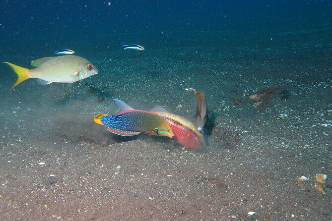 Snorkeling in Amed and Tulamben - An In-Depth Look at Snorkeling in Amed and Tulamben