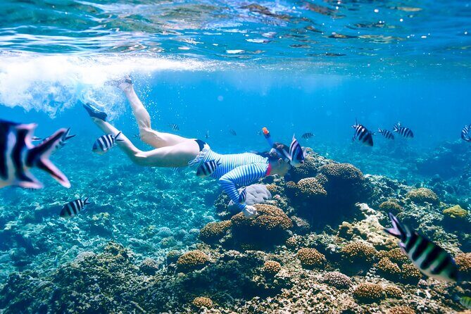 Snorkeling in Coral Island, Trincomalee - A Practical Look at Snorkeling in Coral Island, Trincomalee