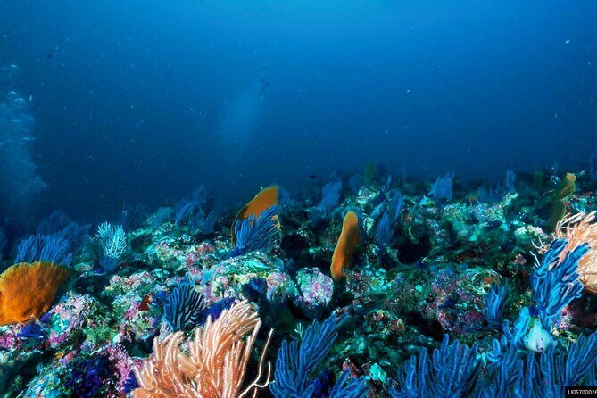 Snorkeling in Coral Island, Trincomalee - Practical Tips for the Tour