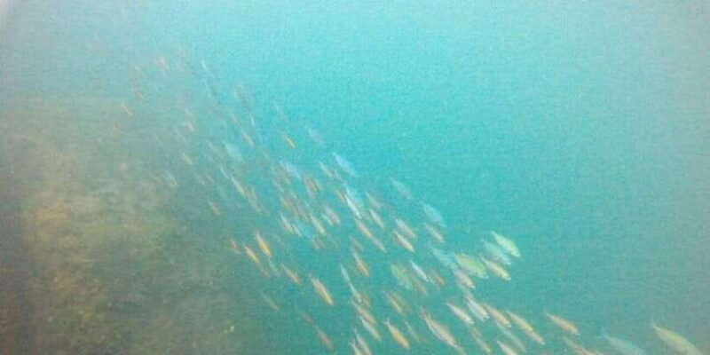 Snorkeling in Hikkaduwa - The Reality: What Do Travelers Say?
