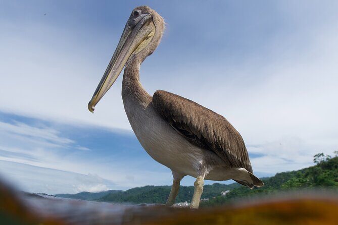Snorkeling in Los Arcos and Bird watching - A Closer Look at the Tour Experience