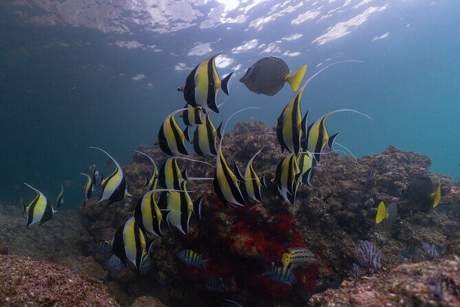 Snorkeling in Los Arcos and Bird watching - FAQ