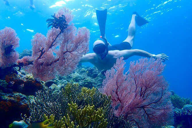 Snorkeling in Menjangan Island with Pickup and Lunch - Key Points