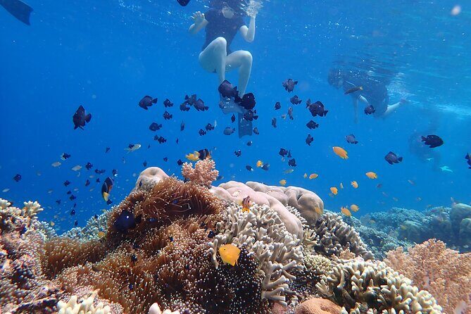 Snorkeling in Menjangan Island with Pickup and Lunch - Why Travelers Love It