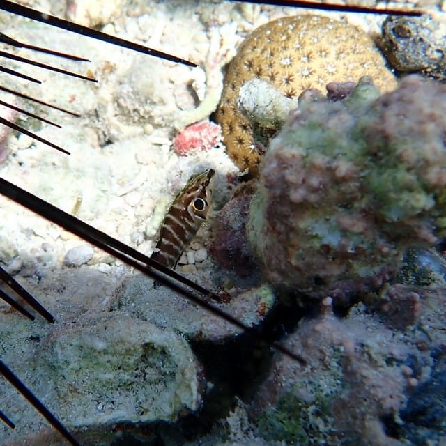 Snorkeling in Montego Bay with Transportation - The Sum Up: Is This Tour Worth It?