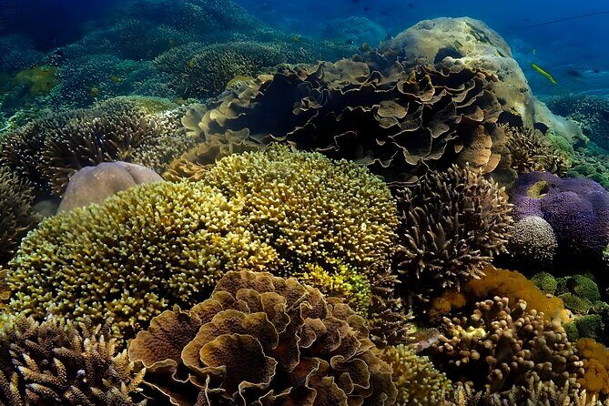 Snorkeling In Nusa Penida Departing From Bali Island - An Introduction to This Snorkeling Tour