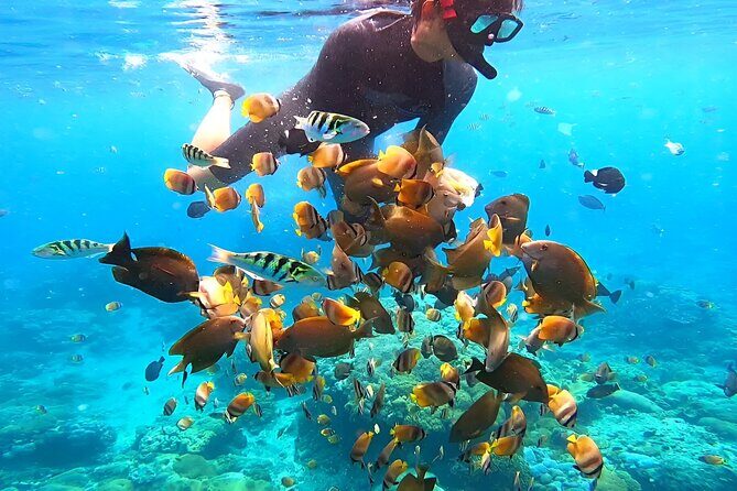 Snorkeling In Nusa Penida Island With Manta Ray From Bali - Real Traveler Perspectives