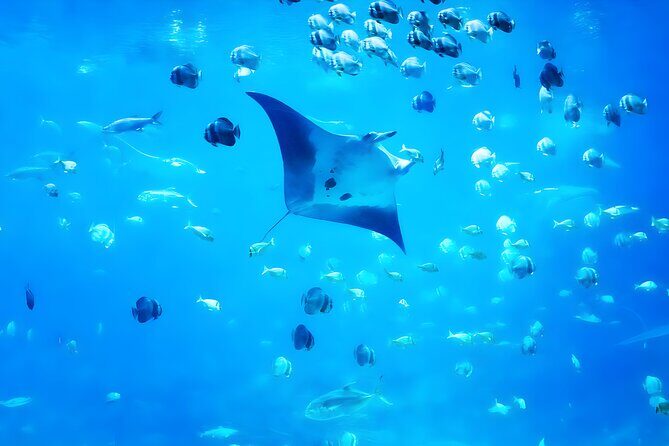 Snorkeling in Nusa Penida - Manta Bay, Wall Point and Gamat Bay - An In-Depth Look at the Experience
