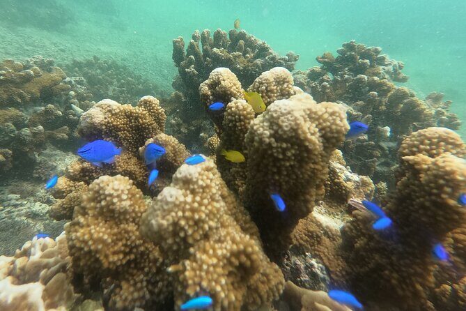 Snorkeling in Okinawa: Private booking - The Experience in Detail: What to Expect