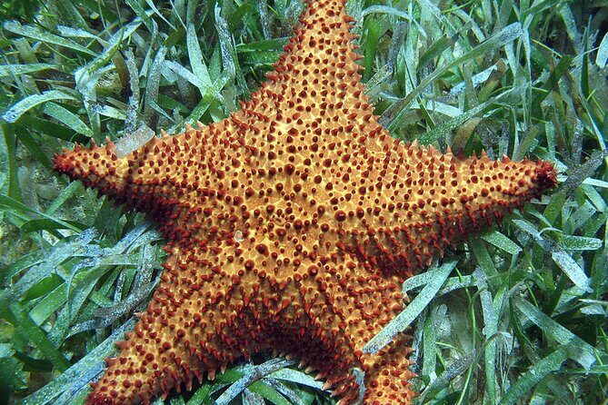 Snorkeling in Paradise - Videos Included - Pricing and Value: Is It Worth It?