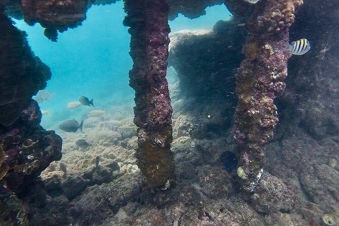 Snorkeling in Paradise - Videos Included - What the Reviews Say: Authentic Perspectives