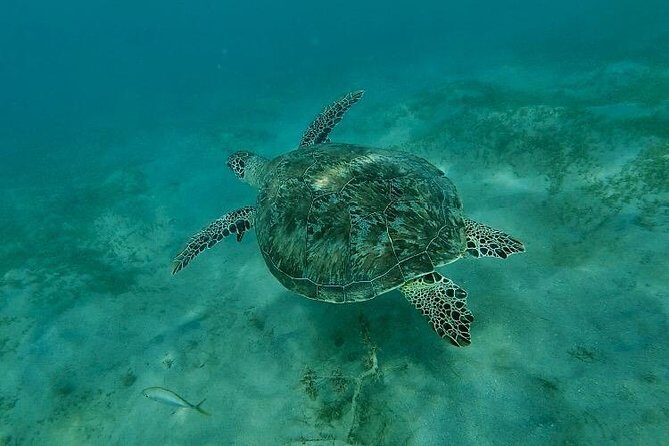 Snorkeling in Paradise - Videos Included - Practical Tips for Future Snorkelers