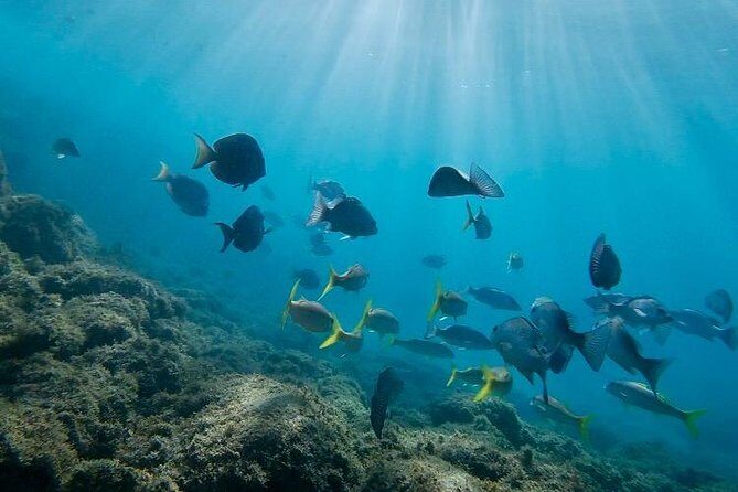 Snorkeling in Paradise - Videos Included - The Sum Up: Is This Snorkeling Tour Right for You?