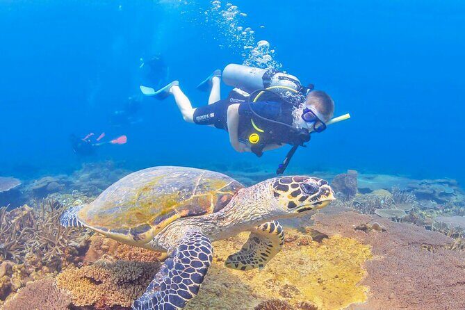 Snorkeling in Talawila St. Anne's Reef - Key Points