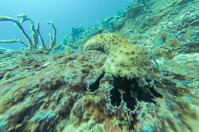 Snorkeling in Talawila St. Anne's Reef - Why This Tour Offers Great Value