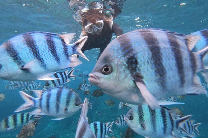 Snorkeling in the Blue Cave areaOkinawa Prefecture: Free feeding & photo images!English and Chinese speaking guide available! - Introduction